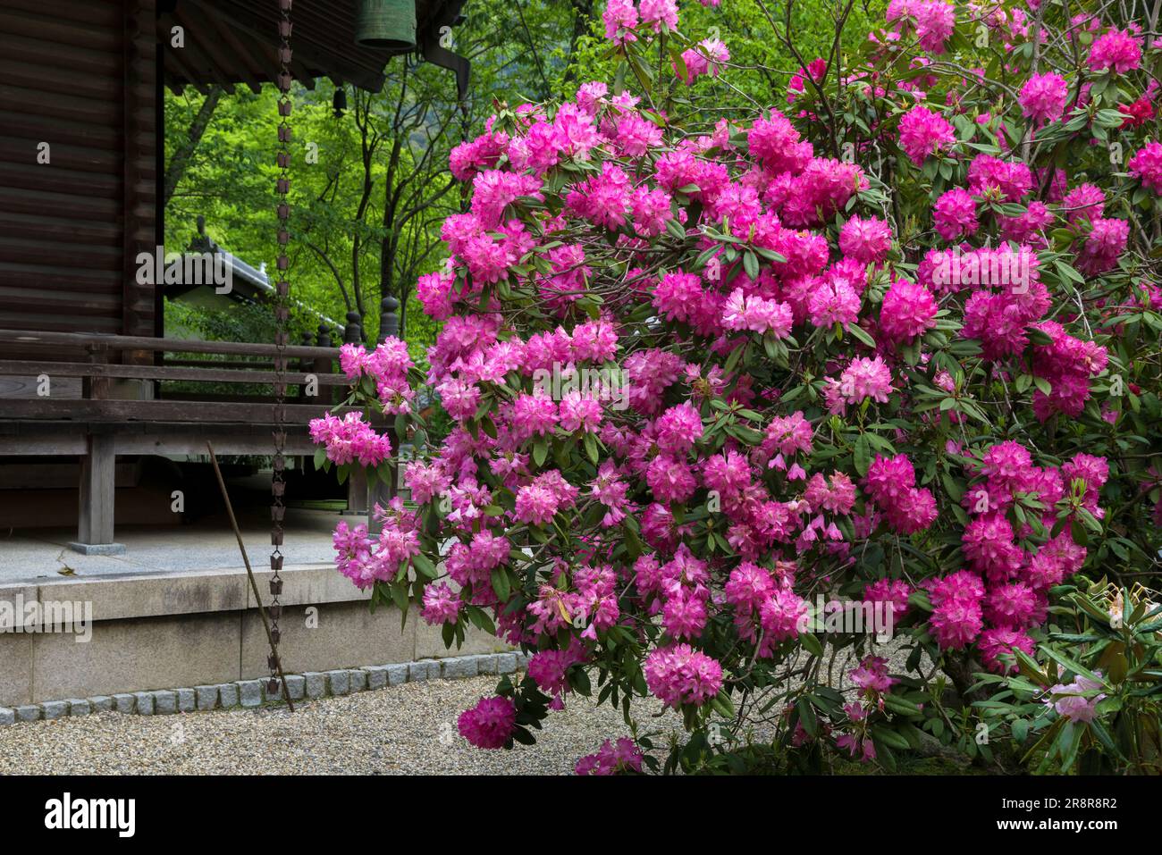 Morning rhododendron hi-res stock photography and images - Alamy