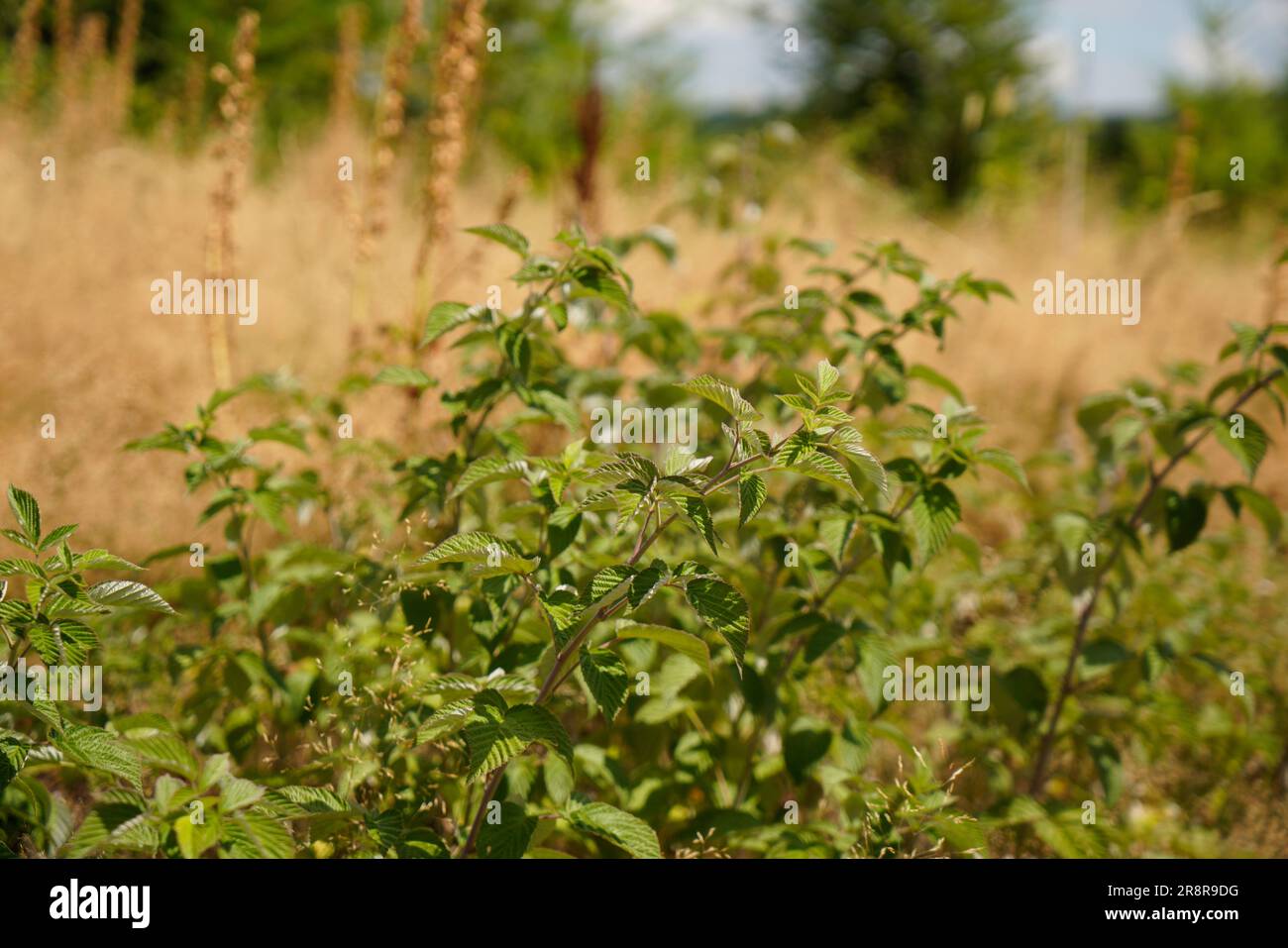Forest dieback due to climate change, drought and storms and ...