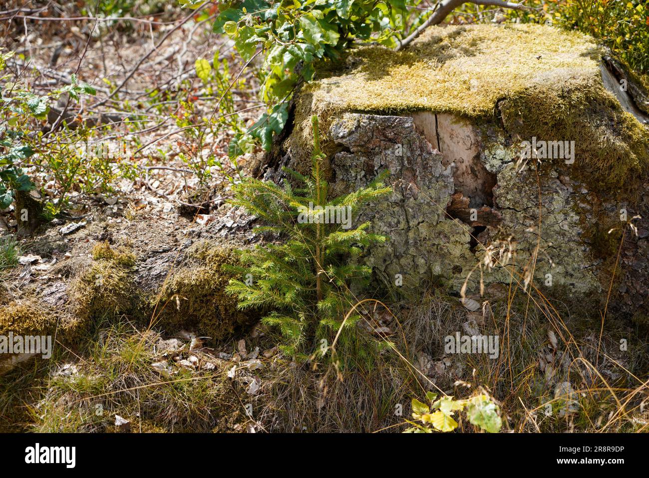 dying forests due to senseless clearing in the forest Tree stump in the ...
