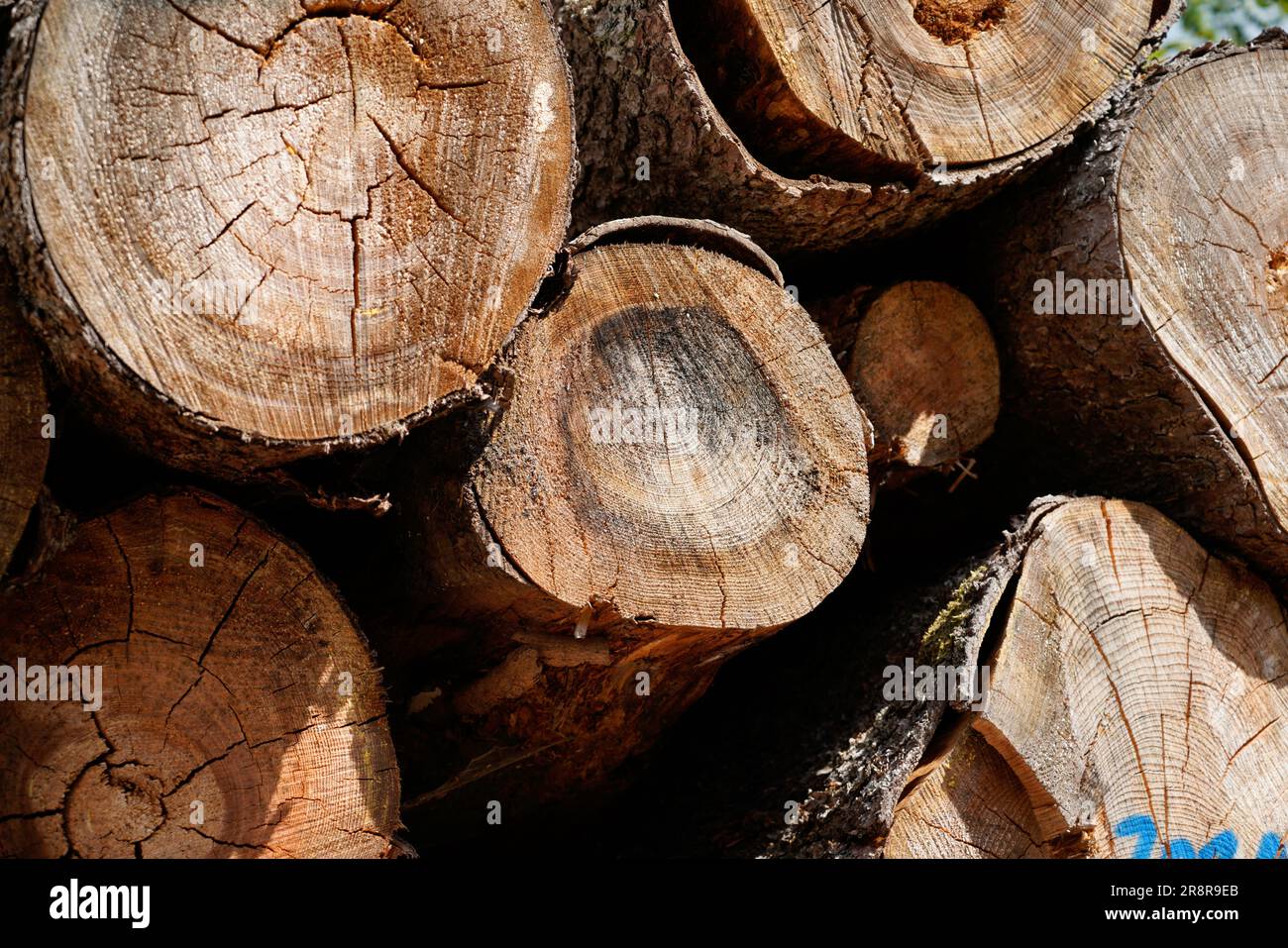 Diseased trees in the forest cut down and stored for firewood Stock ...