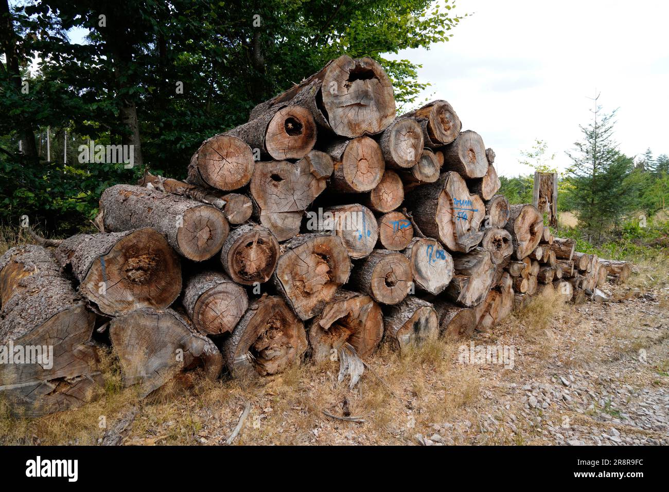 firewood cut in the forest and stored as a log to dry Stock Photo - Alamy