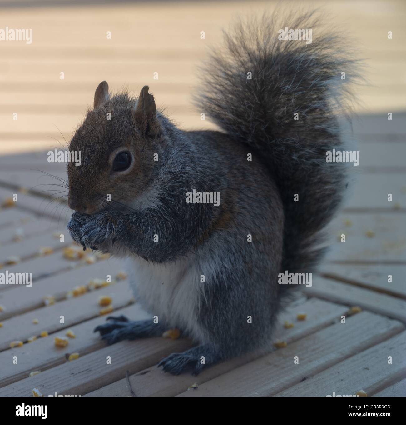 A cute and furry grey squirrel is perched atop a wooden surface with a ...