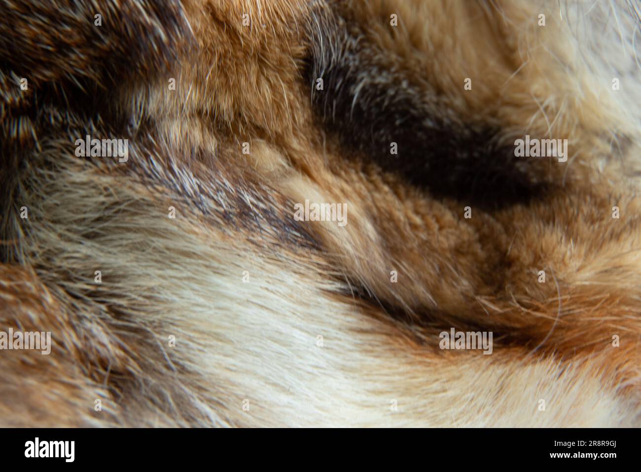 natural animal fur closeup as background Stock Photo - Alamy