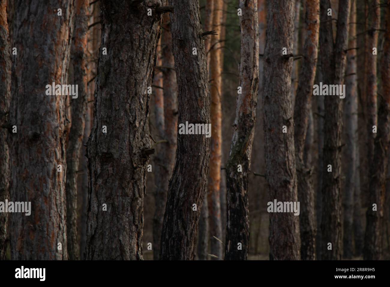 pine conifer bark close-up as a background in forests Stock Photo - Alamy
