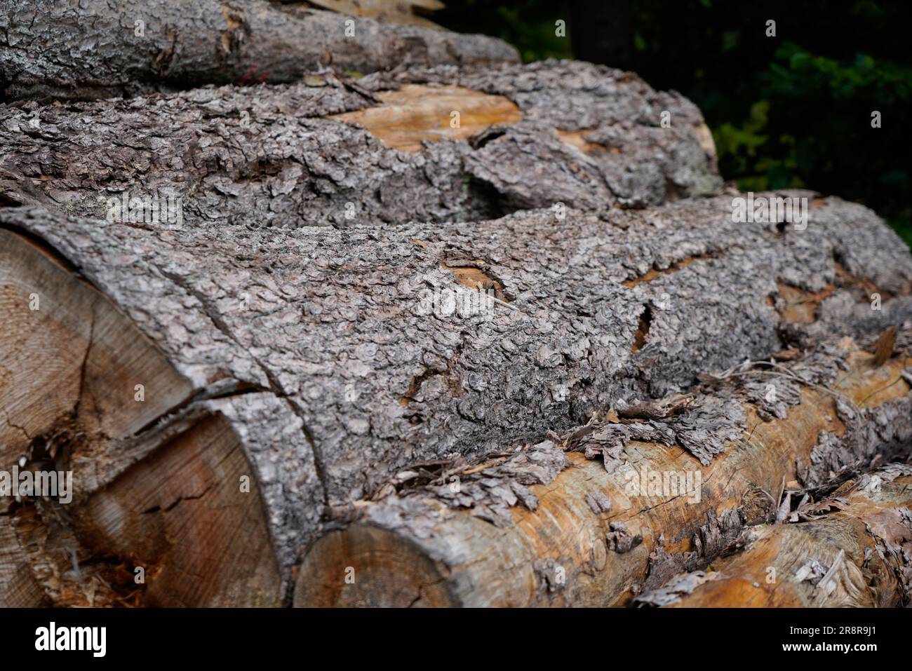 Forest dieback due to climate change, drought and storms and ...
