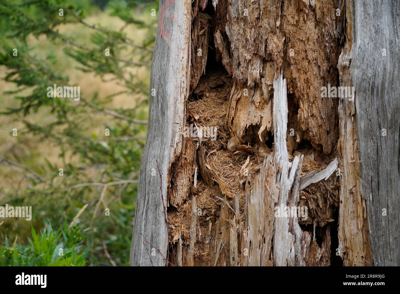 Forest dieback due to climate change, drought and storms and ...