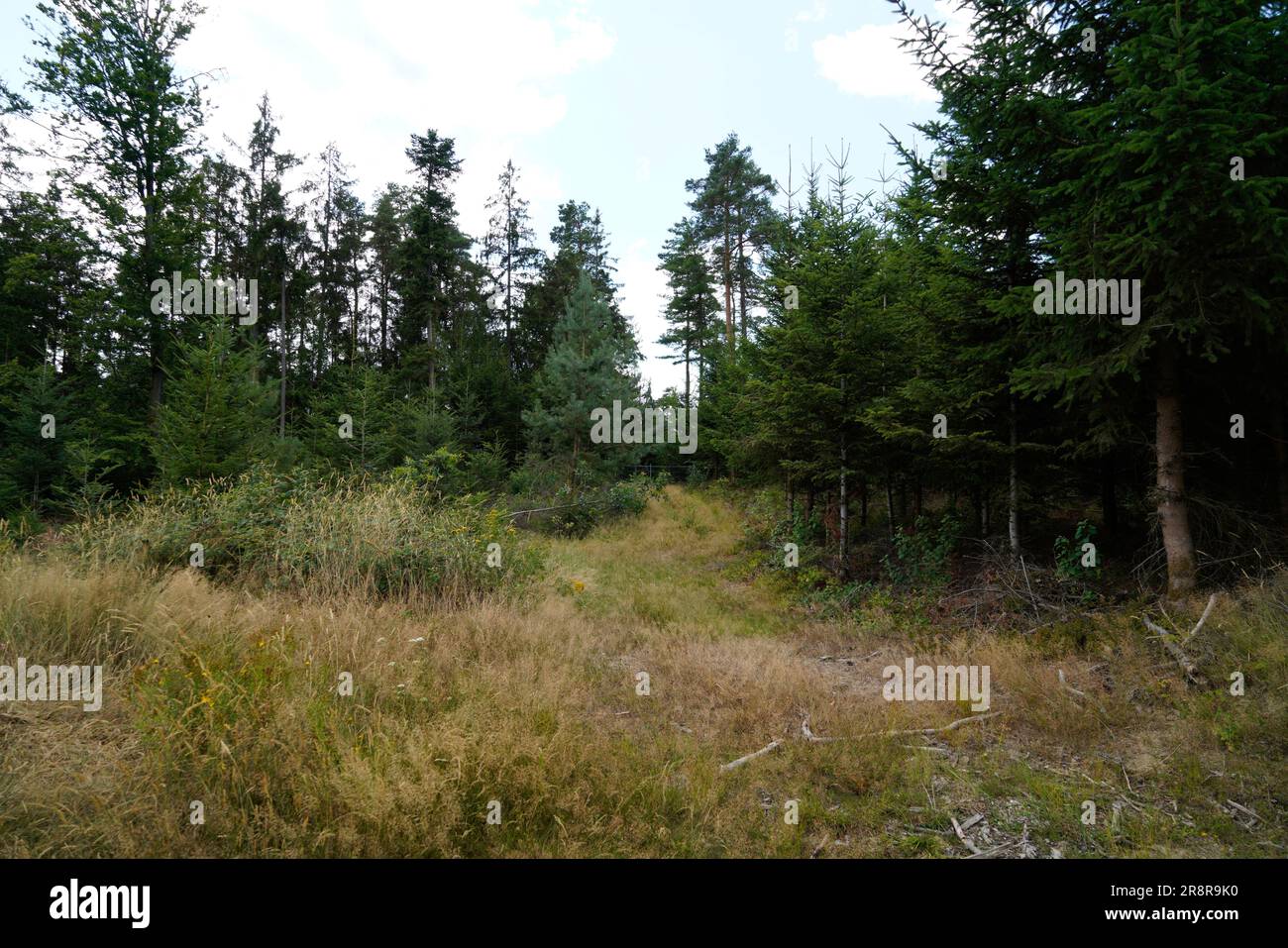 Forest dieback due to climate change, drought and storms and ...