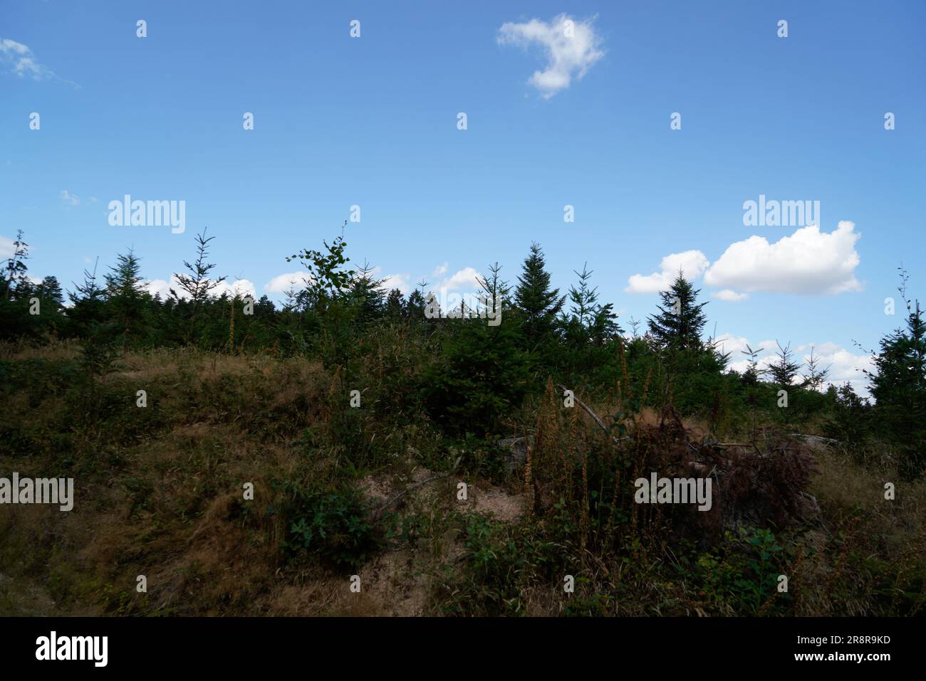 Forest dieback due to climate change, drought and storms and ...