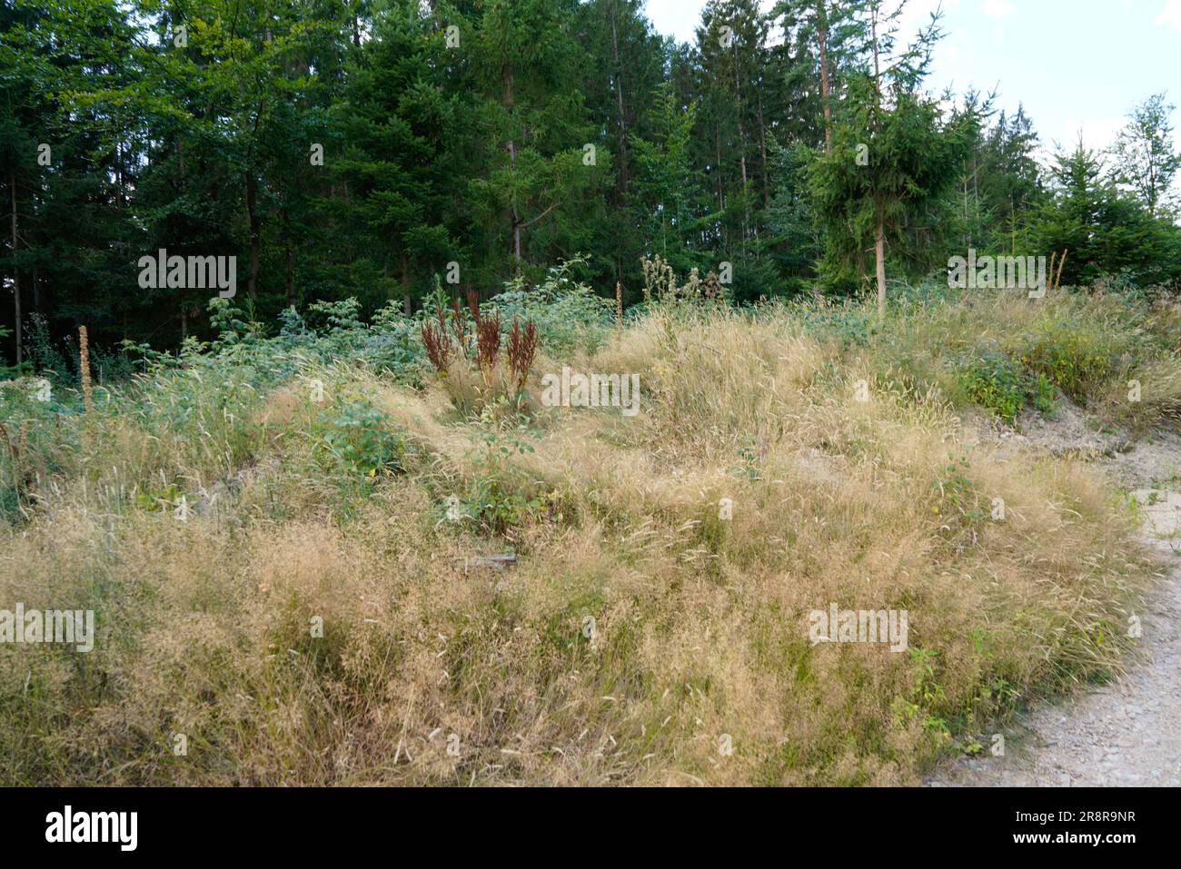 Forest dieback due to climate change, drought and storms and ...