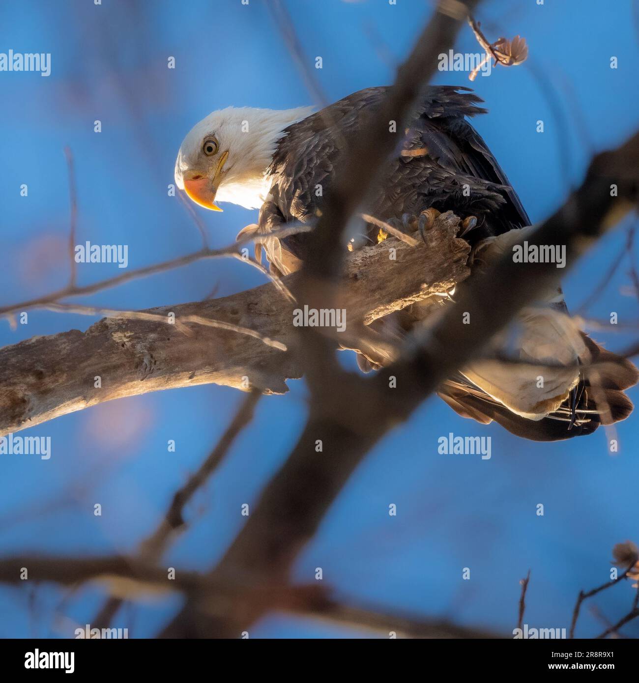 A majestic bald eagle perched atop a tree branch scanning the area for ...