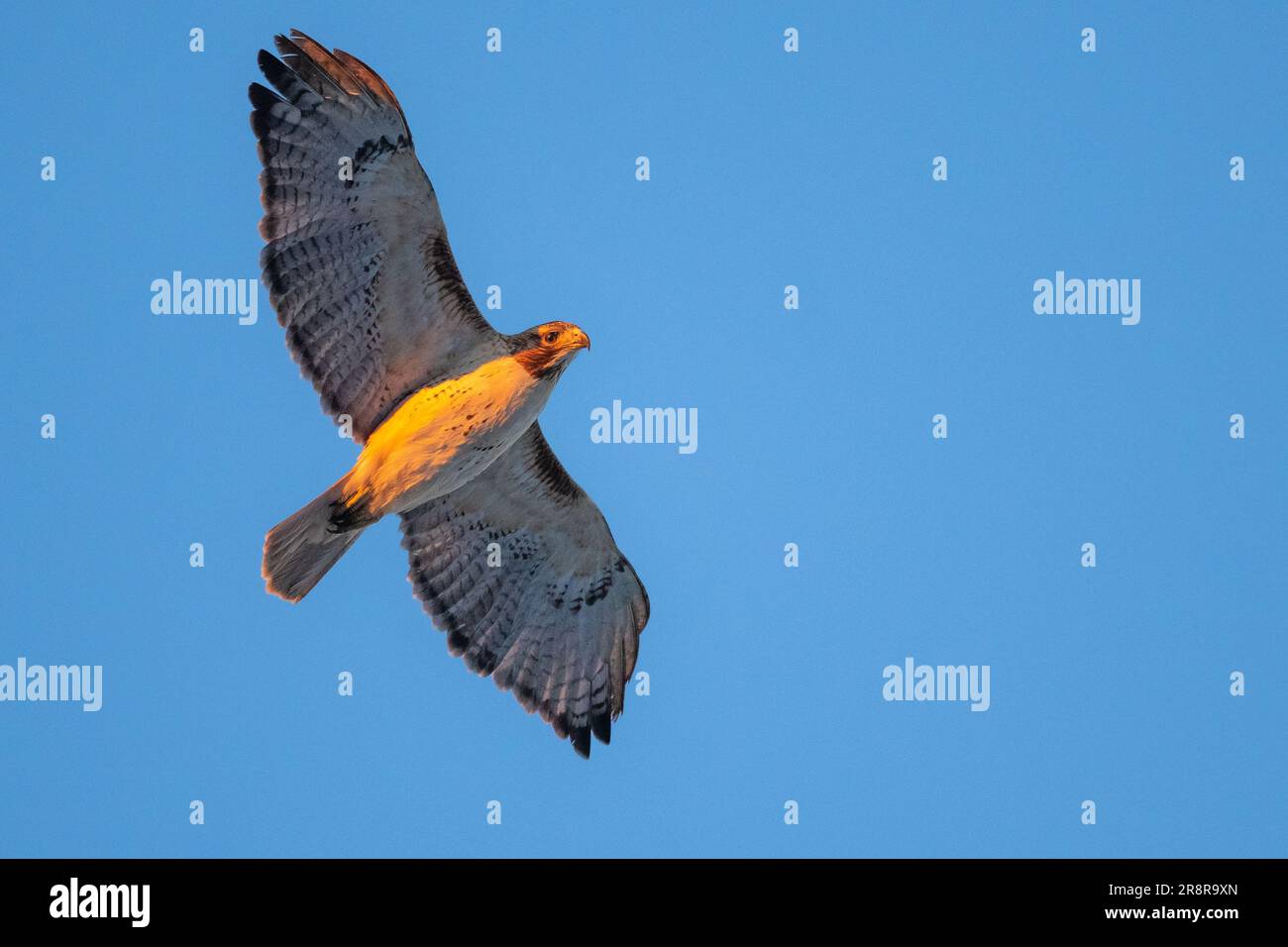 Close-up of a majestic falcon in flight, soaring gracefully above the ...