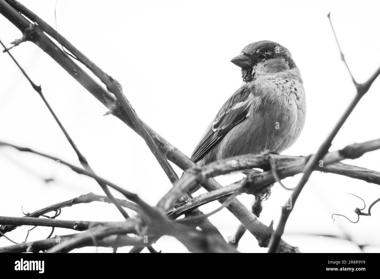 Atop a ground Black and White Stock Photos & Images - Alamy