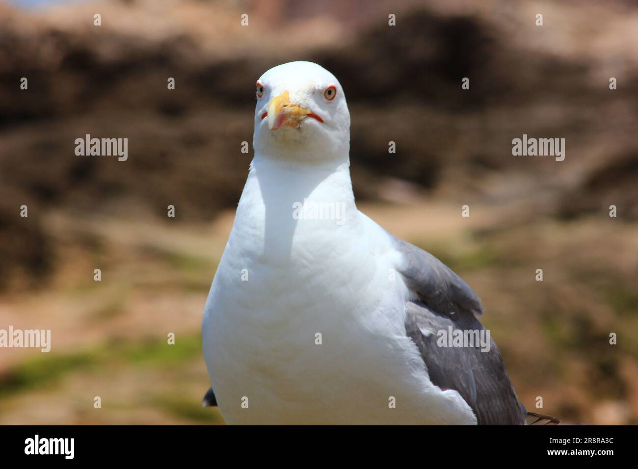 Close up seagull face hi-res stock photography and images - Alamy