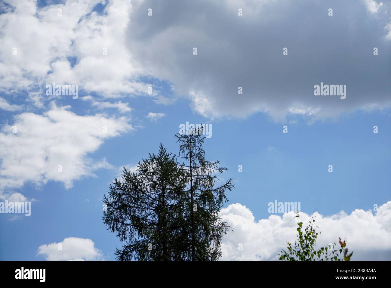 Forest dieback due to climate change, drought and storms and ...