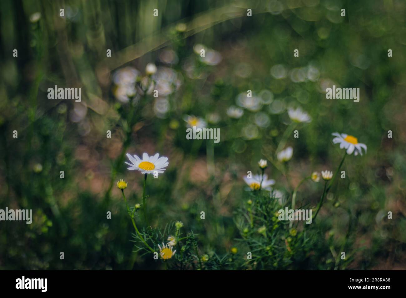 Chamomile medicinal hi-res stock photography and images - Alamy
