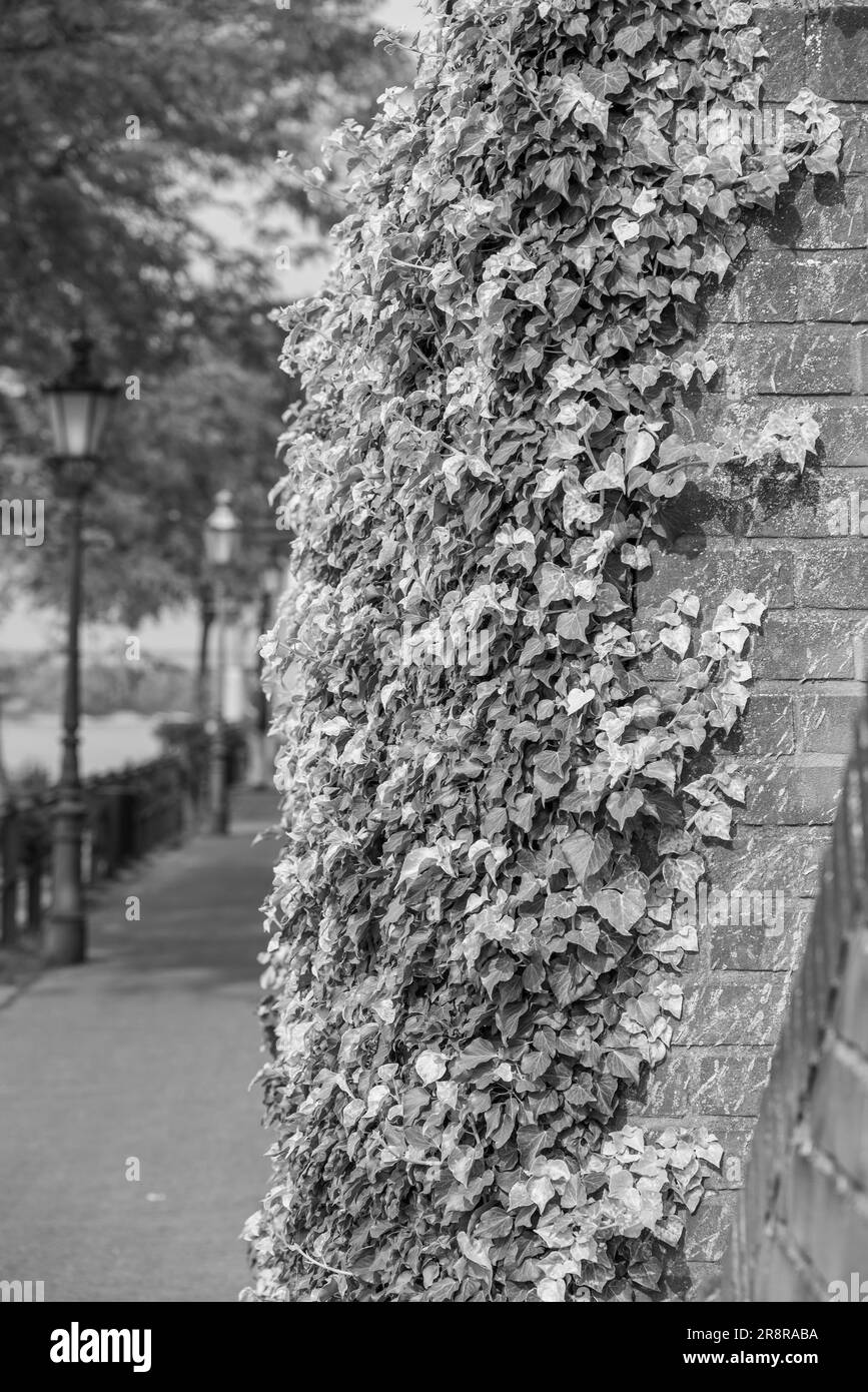 River rees Black and White Stock Photos & Images - Alamy