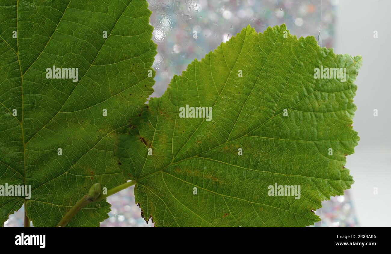 Leaf of a deciduous tree in autumn created in detail in the studio ...