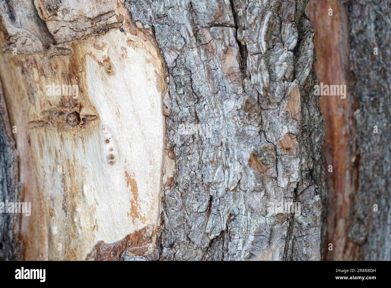 Tree bark is bark and bast and protects the tree from enemies Stock ...