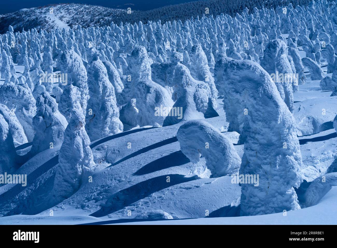 Frost covered trees in Zao Stock Photo - Alamy