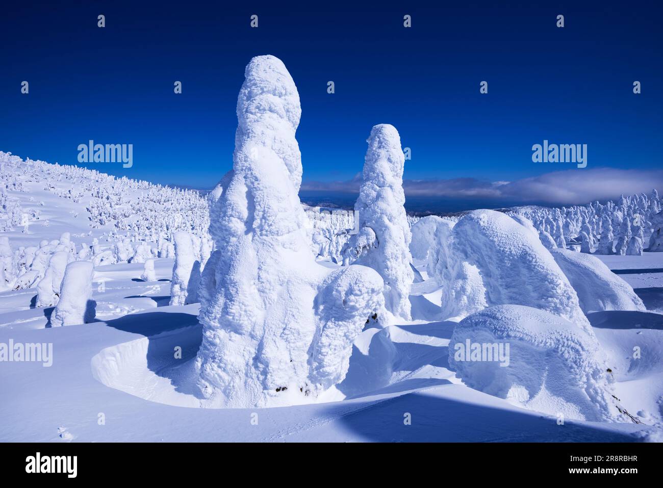Frost covered trees in Zao Stock Photo - Alamy