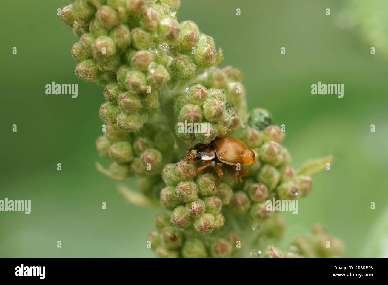 Natural closeup on a small ten-spotted ladybird or lady beetle, Adalia ...
