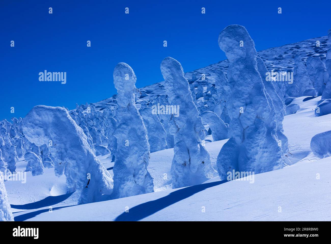Frost covered trees in Zao Stock Photo - Alamy