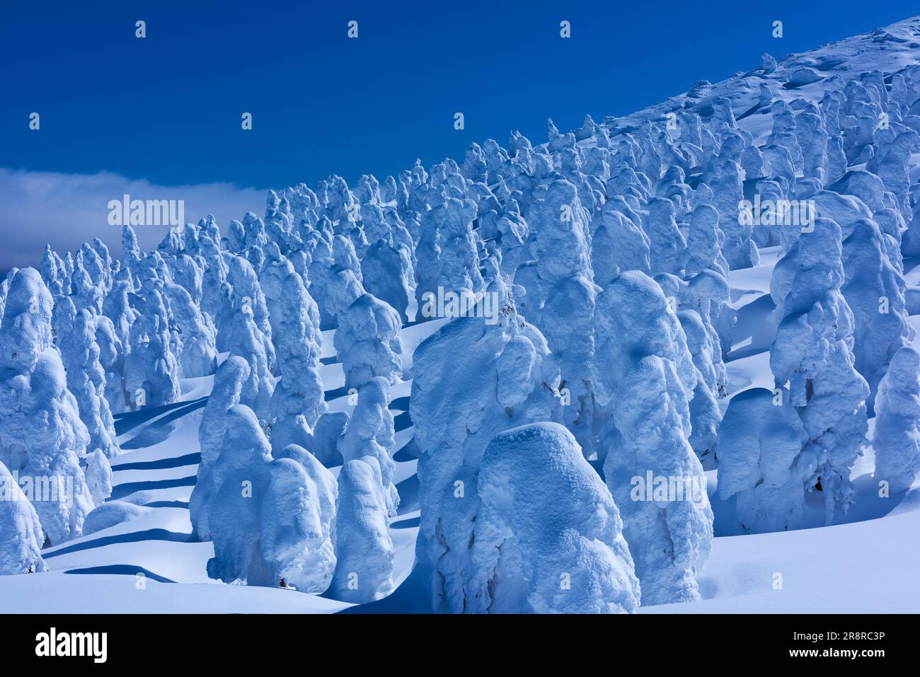 Frost covered trees in Zao Stock Photo - Alamy