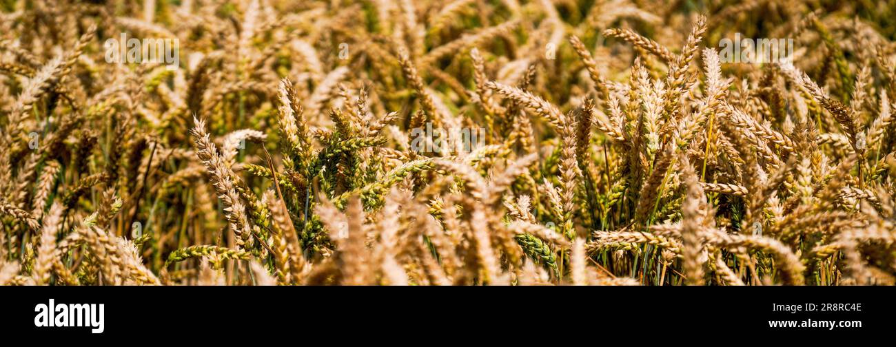 Grains in the field before harvest in agriculture Stock Photo - Alamy