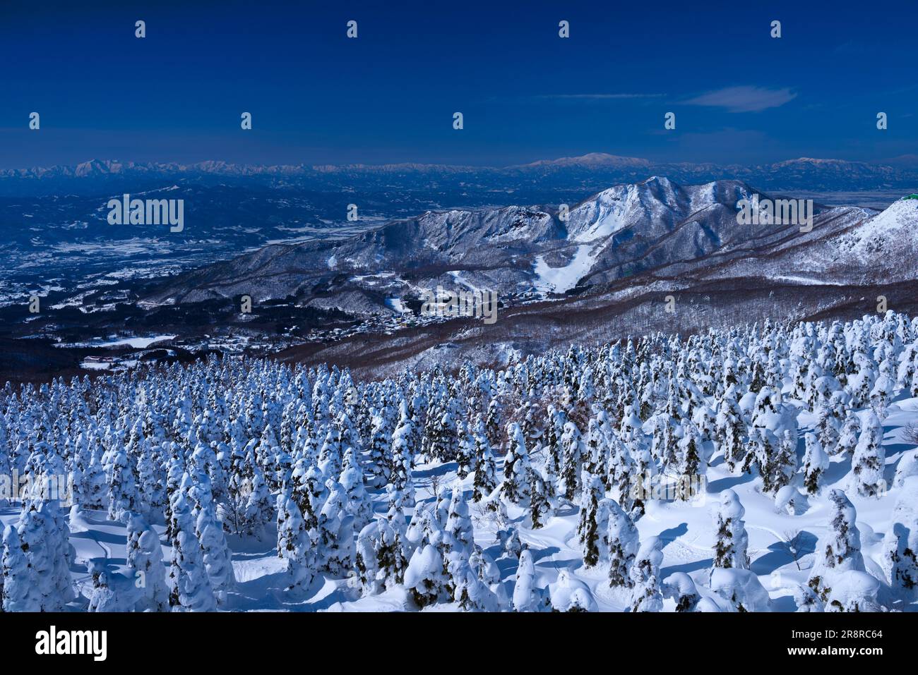 Frost covered trees in Zao Stock Photo - Alamy