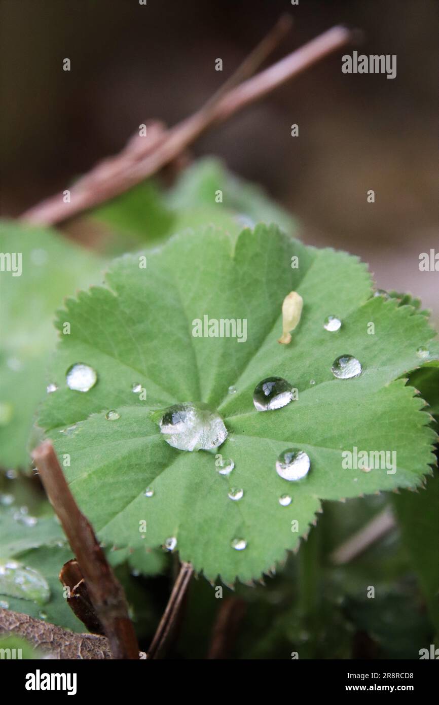Water drops on a hydrophobic leaf Stock Photo - Alamy