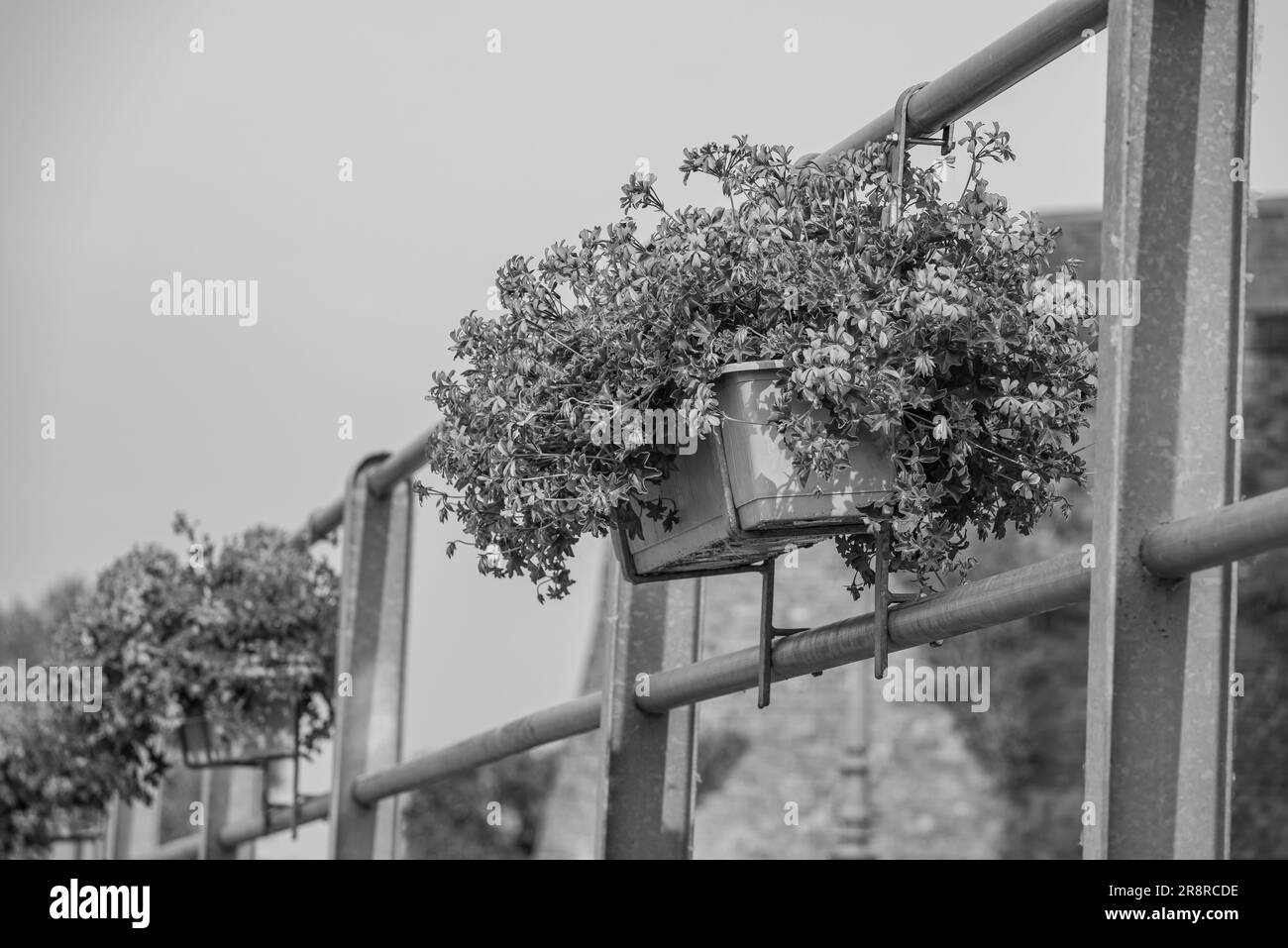Rees at the river rhine Stock Photo - Alamy