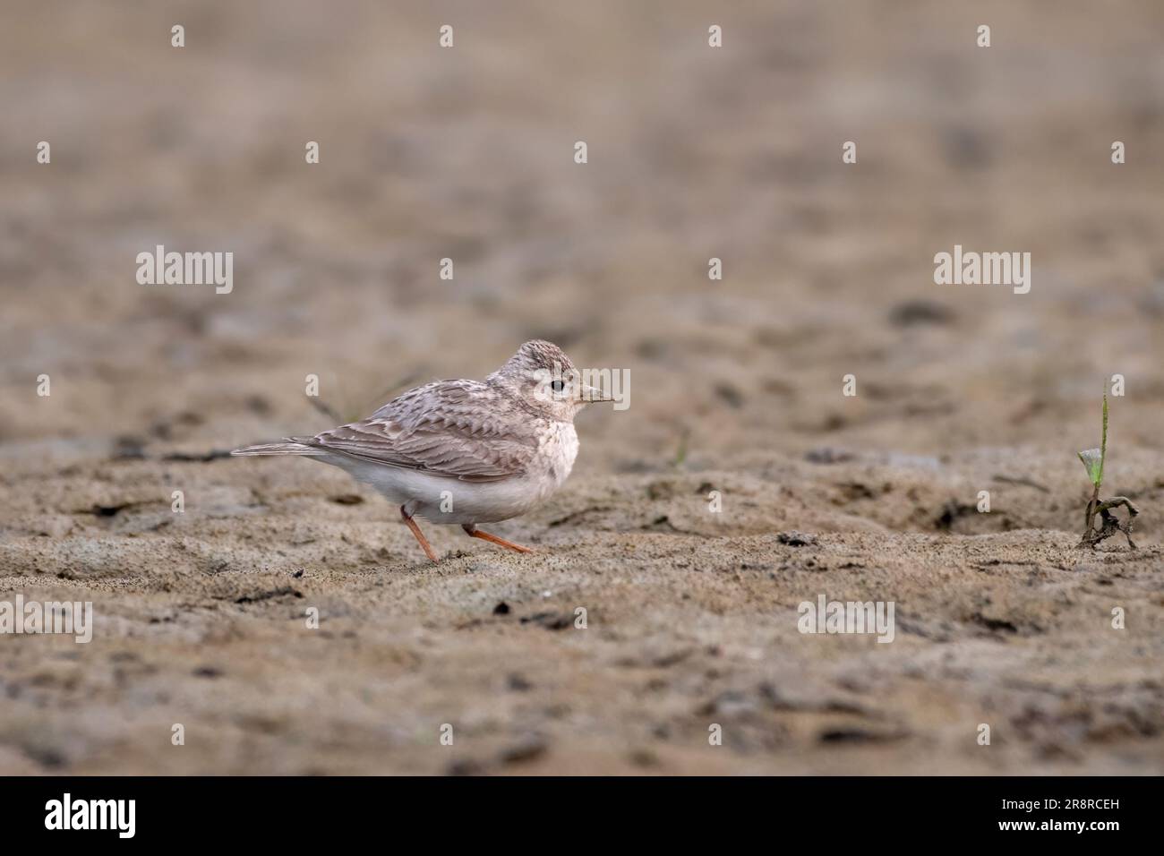 Bengal birds hi-res stock photography and images - Alamy