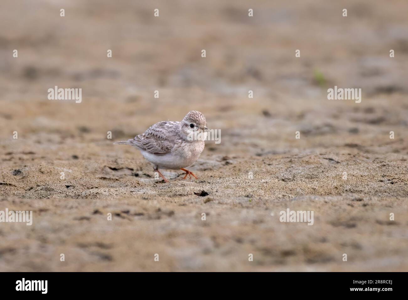 Raytal hi-res stock photography and images - Alamy