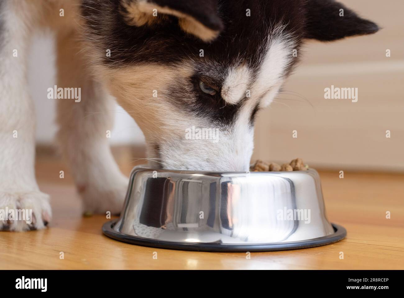 Cute Husky puppy eating from a bowl at home. The puppy is eating food ...