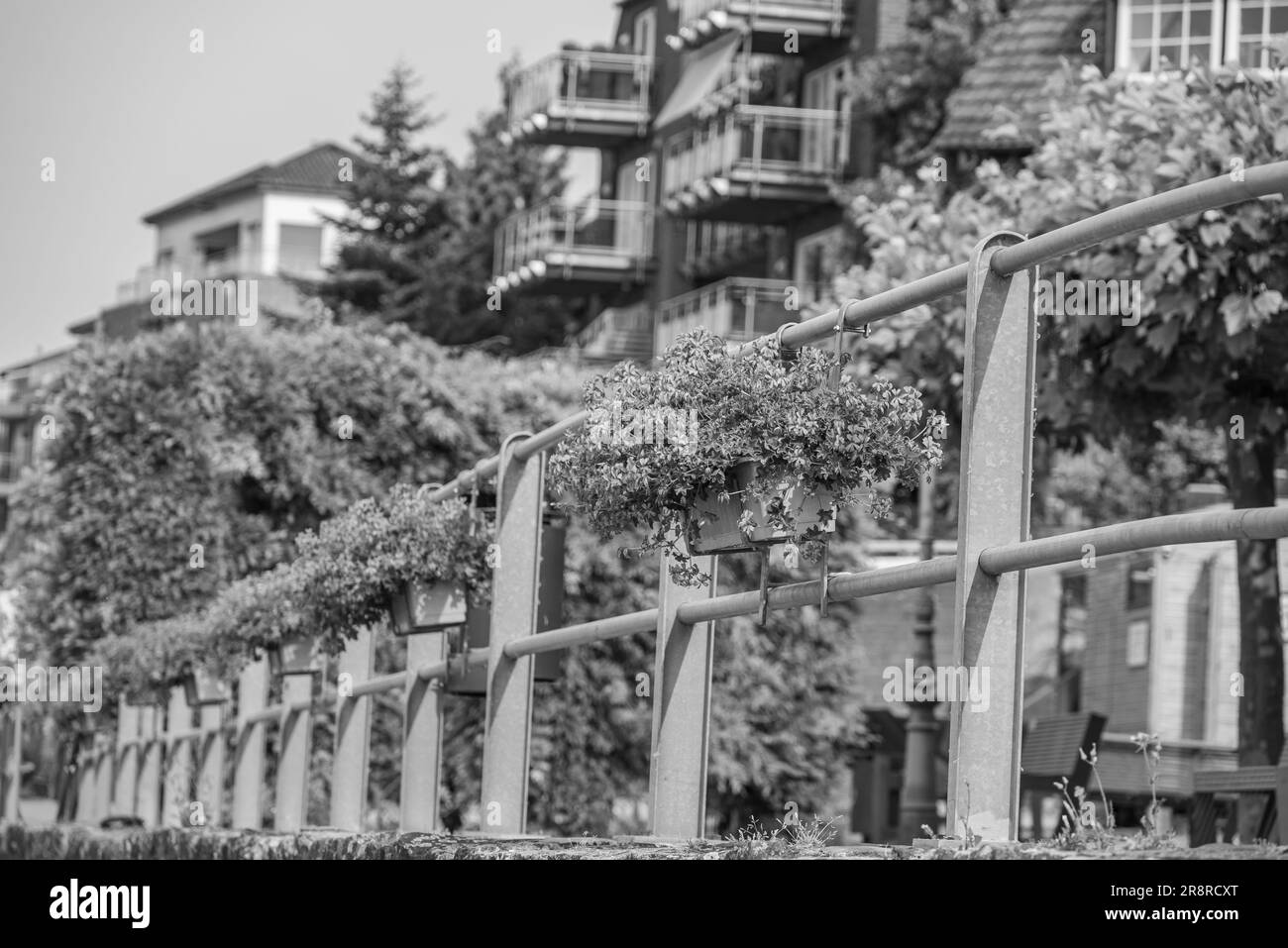 River rees Black and White Stock Photos & Images - Alamy