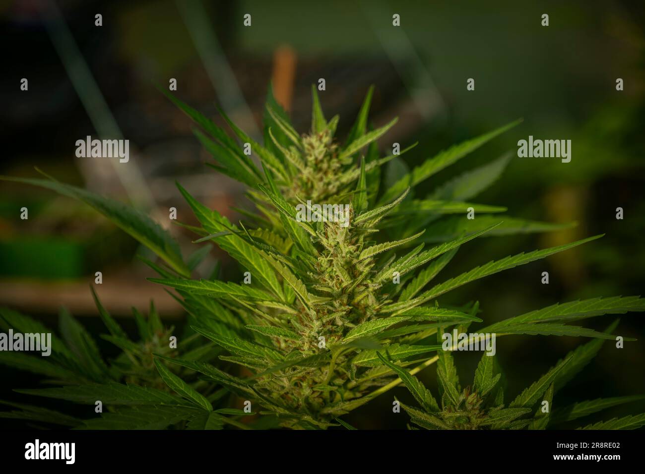 Dank evening hi-res stock photography and images - Alamy