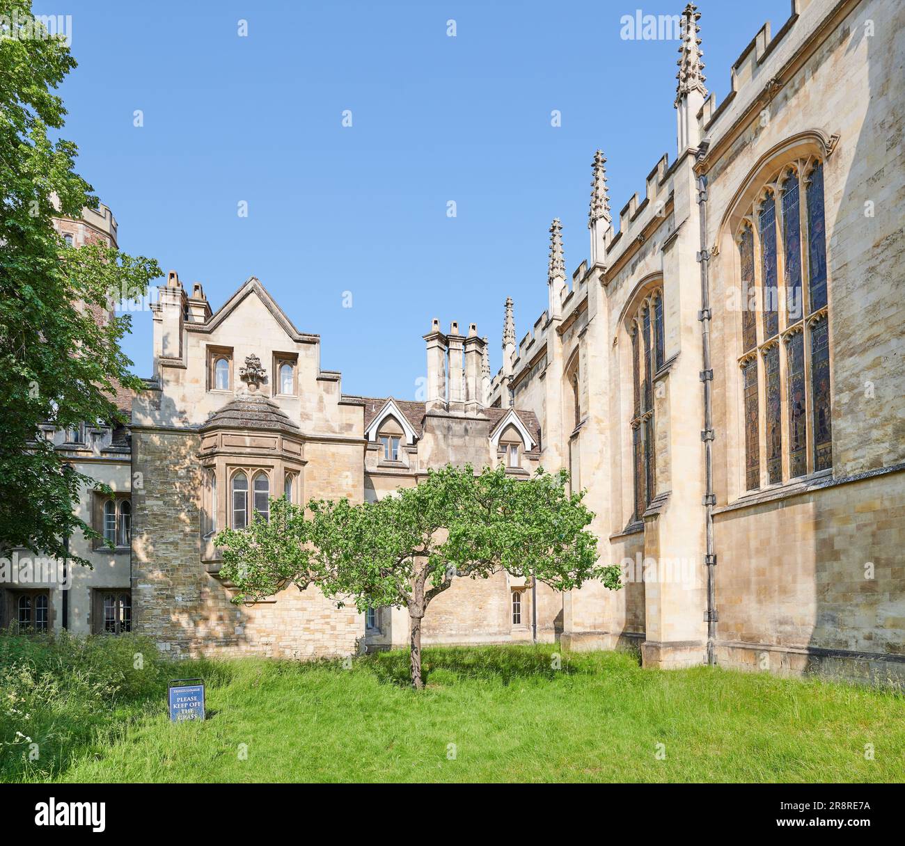 Apple tree, attributed to Isaac Newton, Trinity College, University of ...