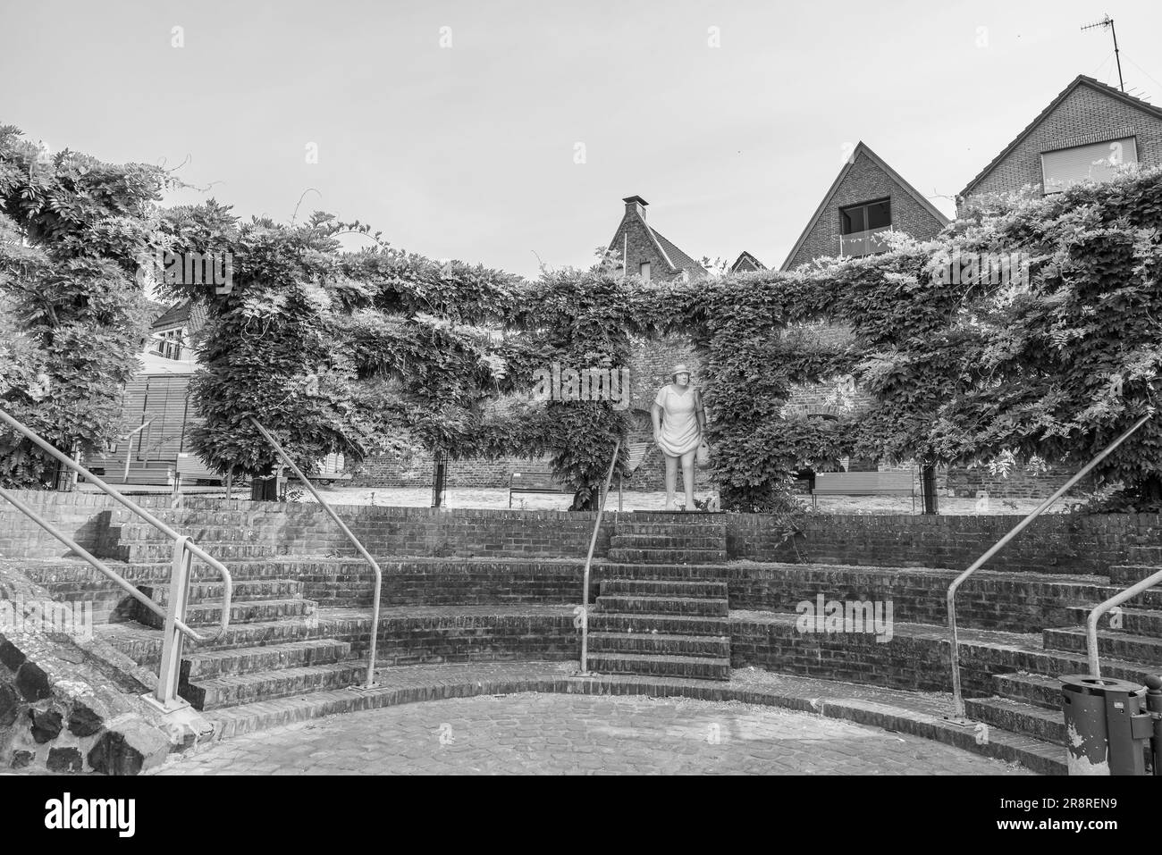 Rees at the river rhine Stock Photo - Alamy