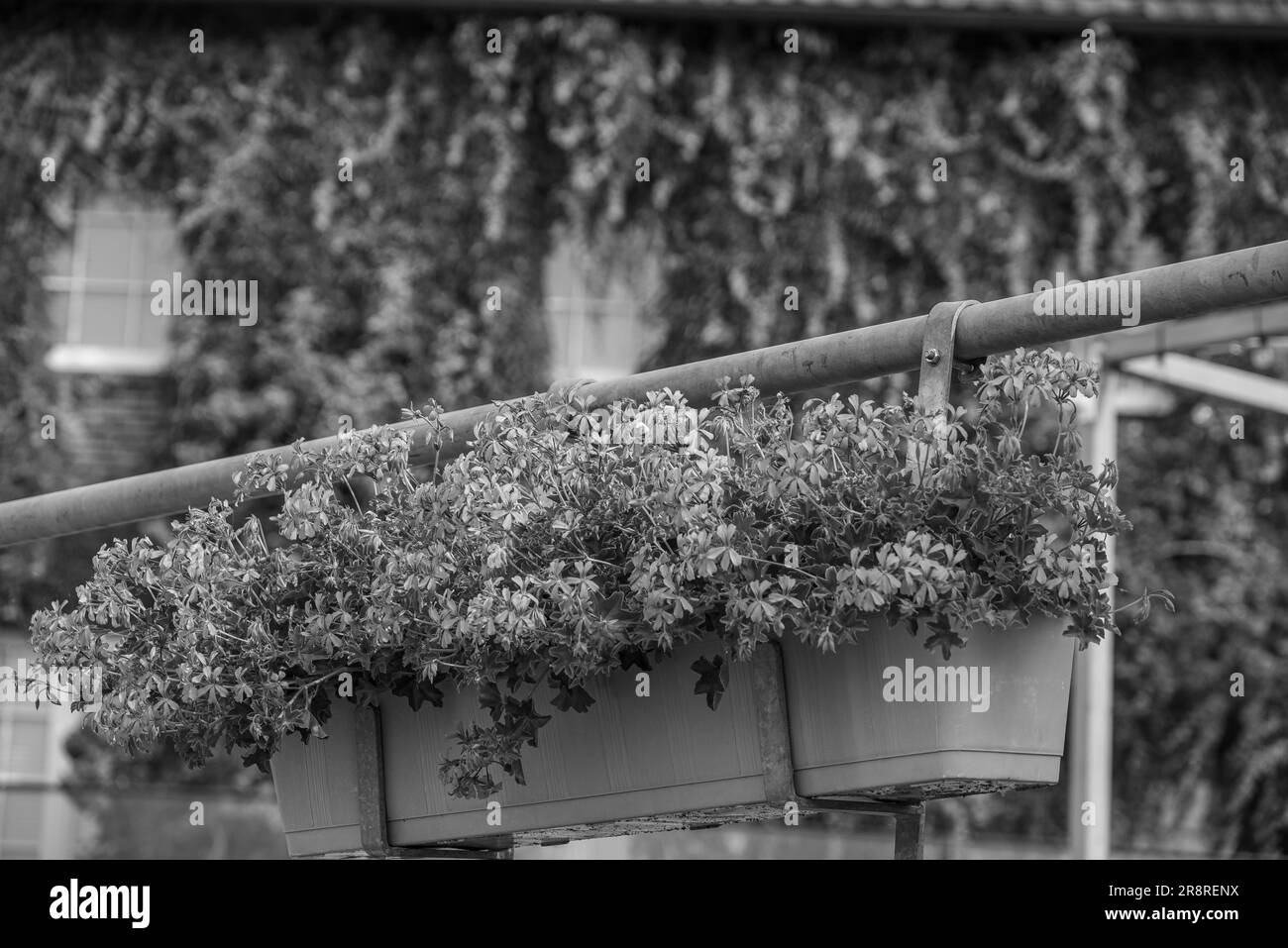 River rees Black and White Stock Photos & Images - Alamy