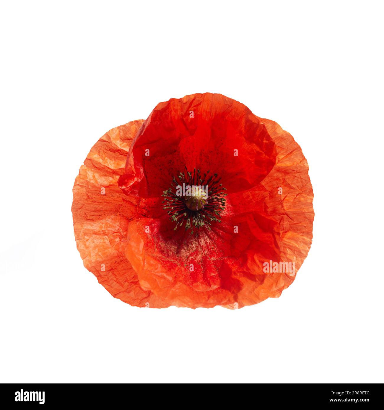 Bright red poppy flower isolated on white background Stock Photo - Alamy