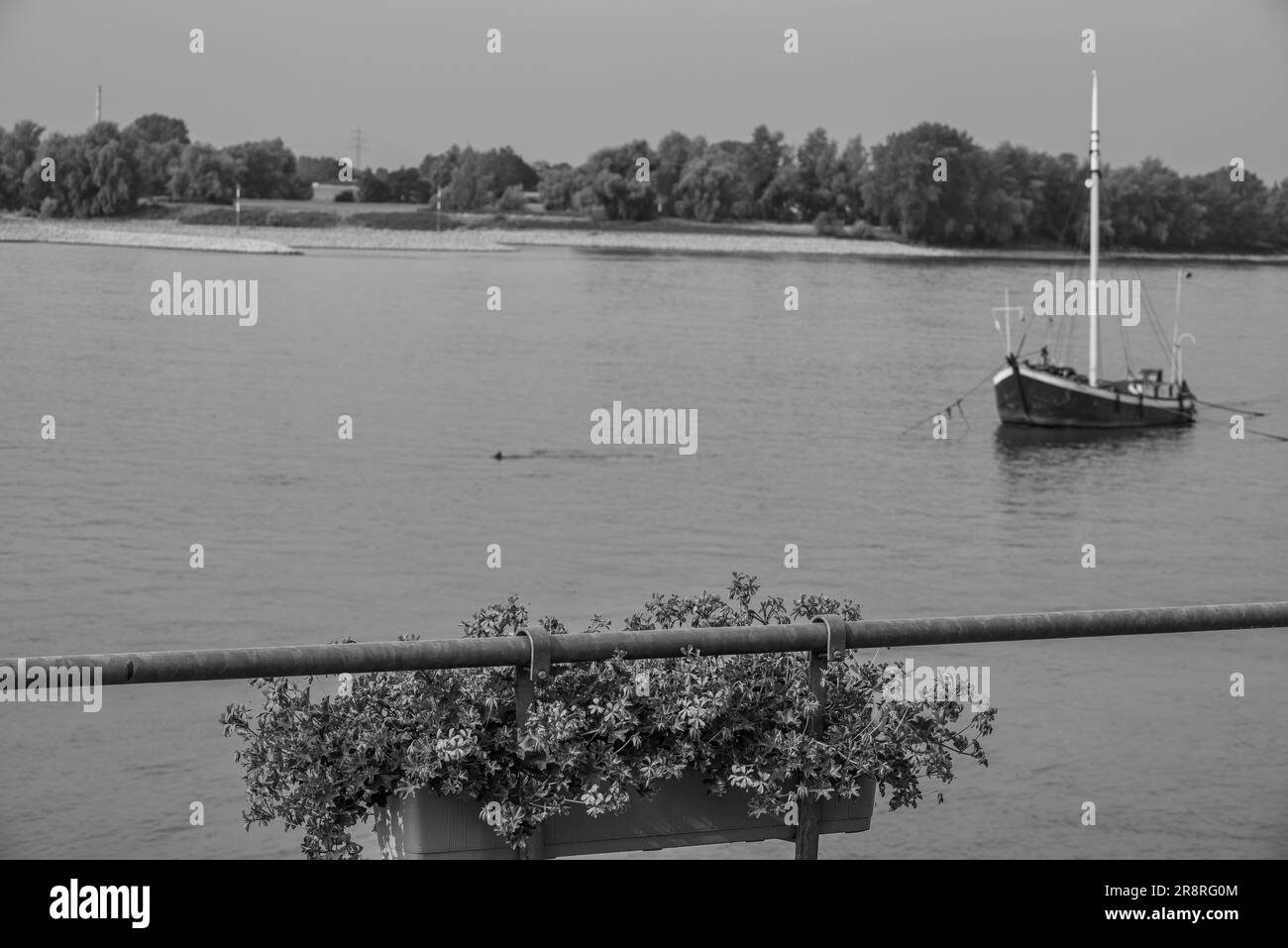 River rees Black and White Stock Photos & Images - Alamy