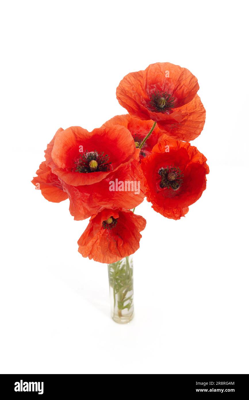 Wild red poppies isolated on white background Stock Photo - Alamy