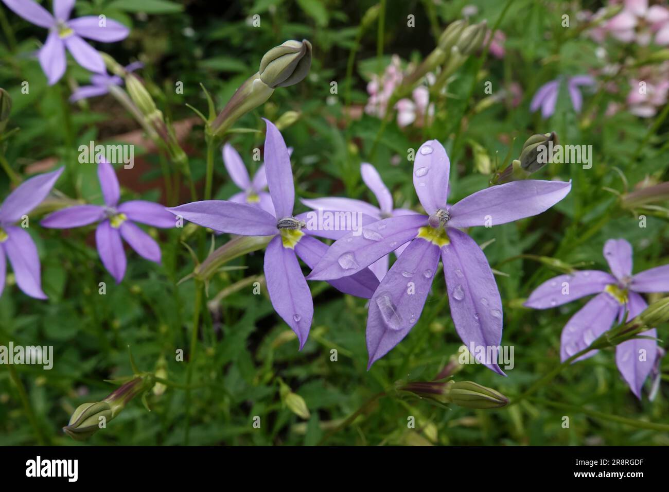 Natural closeup on the ornamental but poisonous blue flowering ...