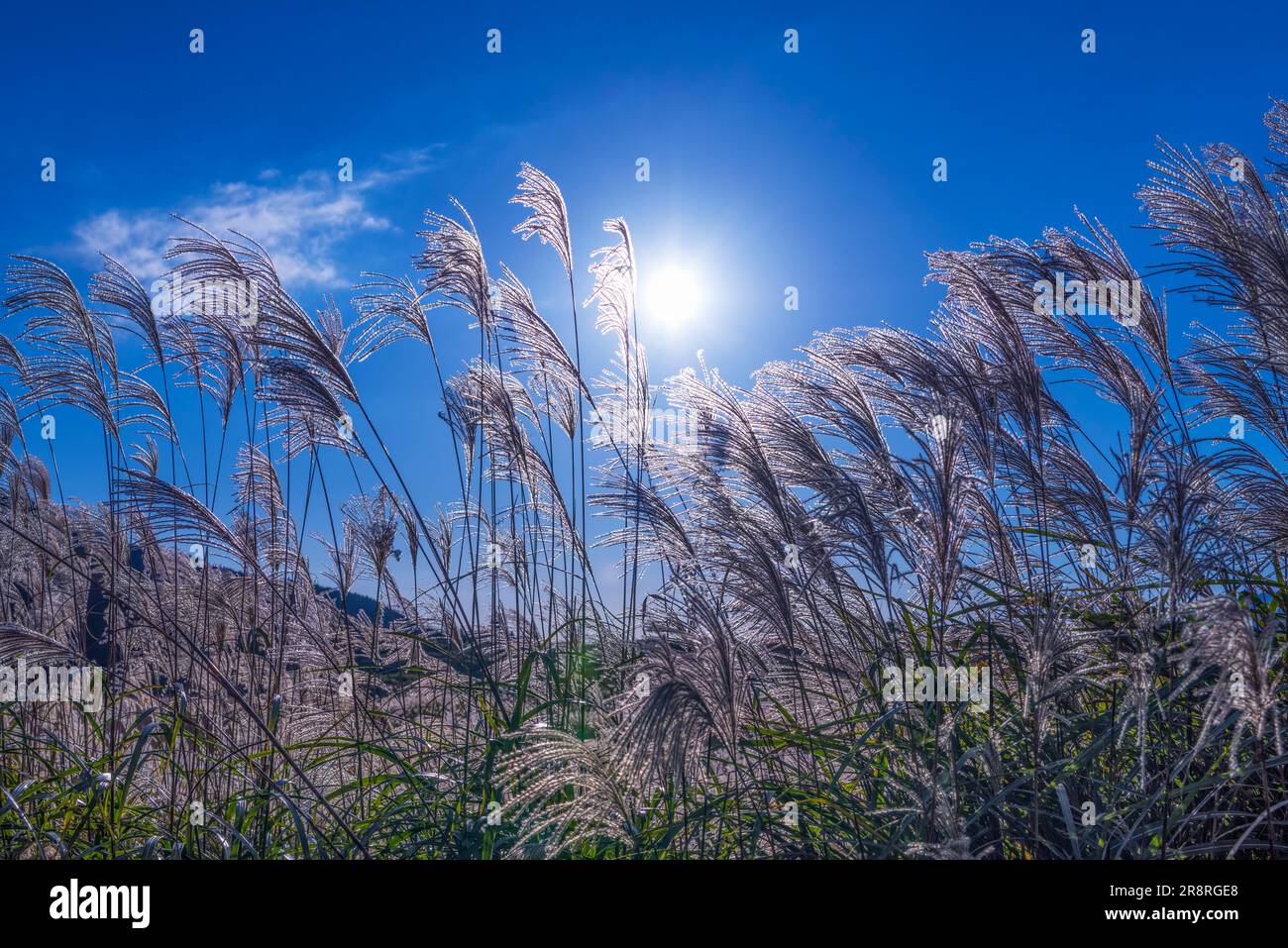 Japanese pampas grass and the Soni highlands Stock Photo - Alamy