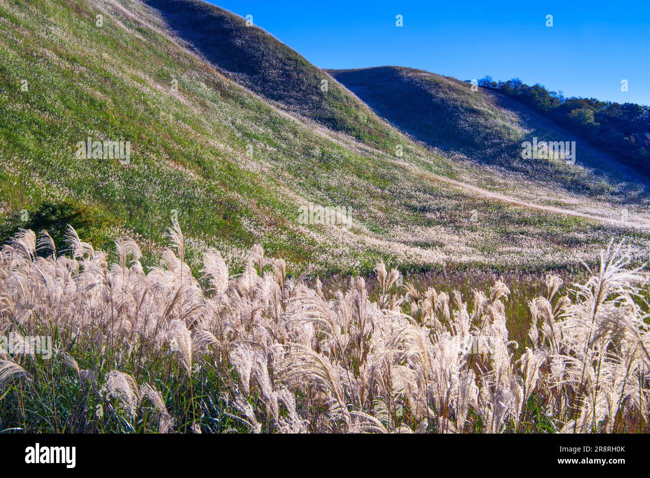 Japanese pampas grass and the Soni highlands Stock Photo - Alamy