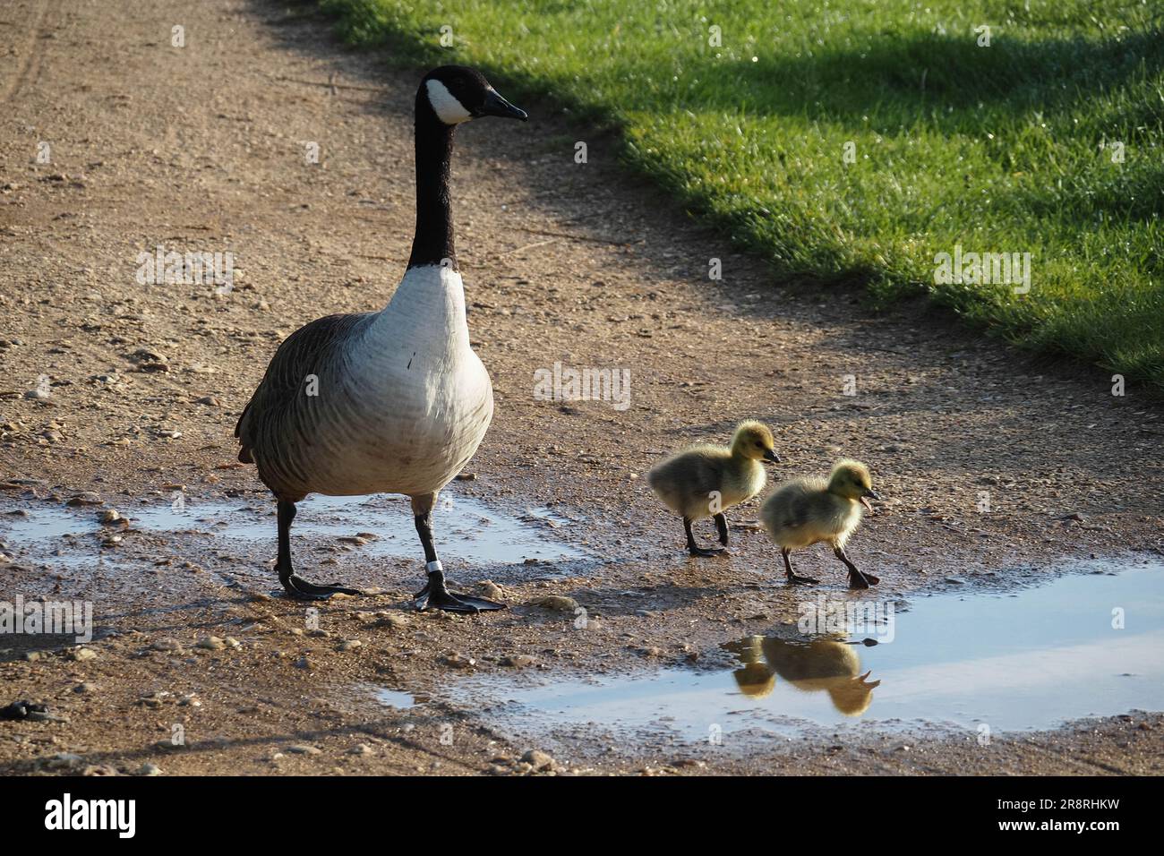 Young canada geese hi-res stock photography and images - Alamy