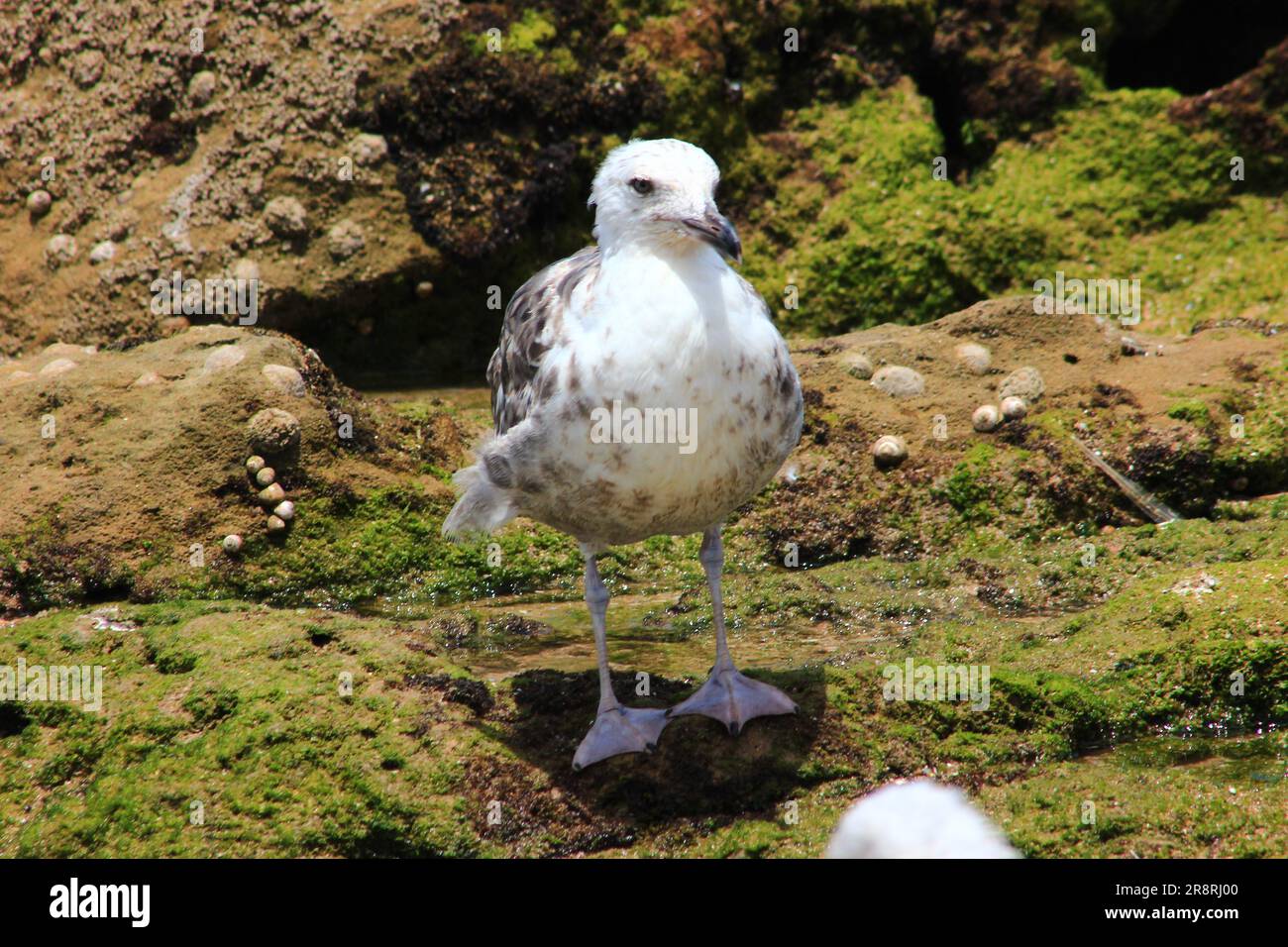 Seagull wild life on the beach of Essaouira, Morocco Stock Photo - Alamy