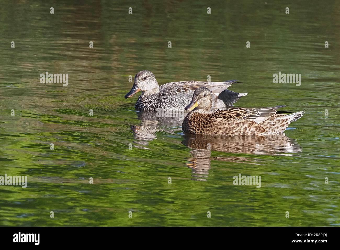 Male and female gadwall ducks hi-res stock photography and images - Alamy