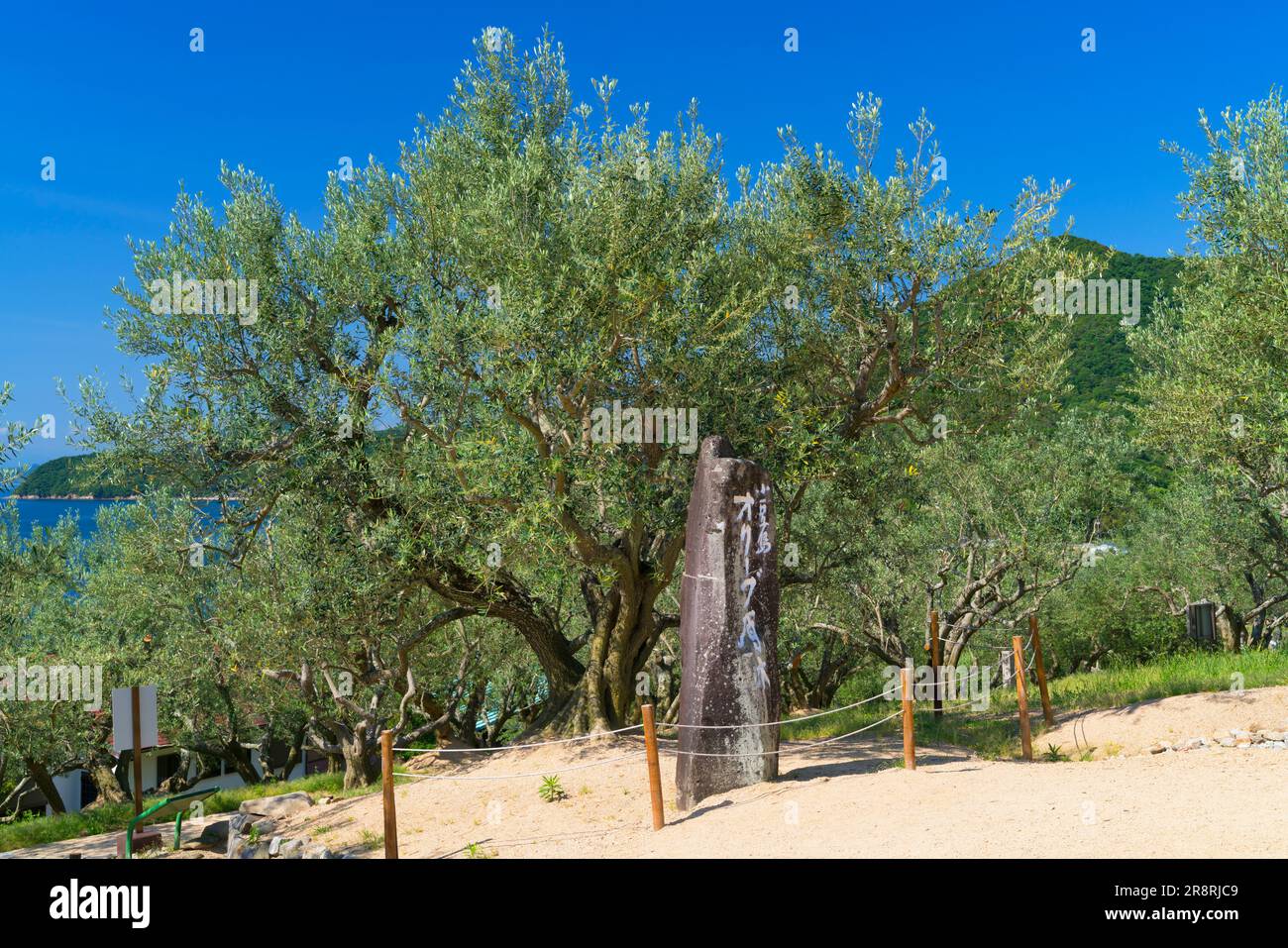 Shodoshima Island Olive Park Stock Photo - Alamy
