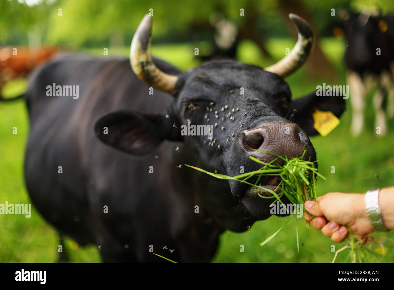 Cow eating grass, white clover in the paddock on farm Stock Photo - Alamy